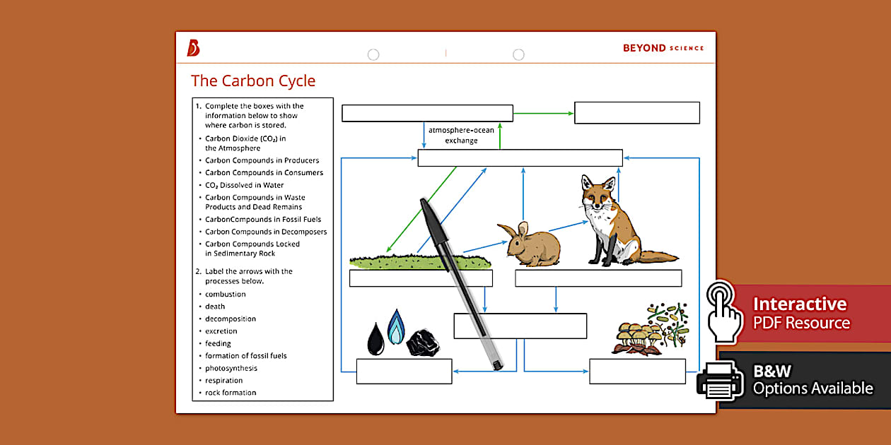 KS3 Carbon Cycle Teaching Worksheet | Science | Beyond