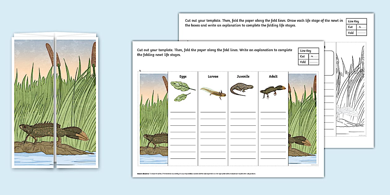 Amphibians Folding Life Stages Template (teacher made)