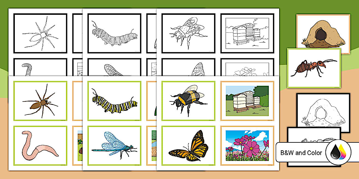 Insects and Bugs Habitats Matching Cards for K-2nd Grade