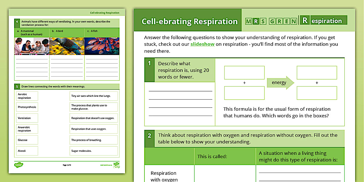 Year 7-8 Life Processes - Respiration Activity - Twinkl