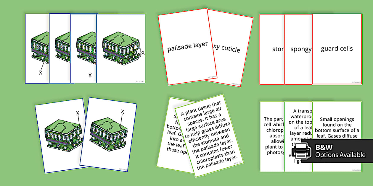 Leaf Structure and Function Find a Friend Card Sort - Twinkl