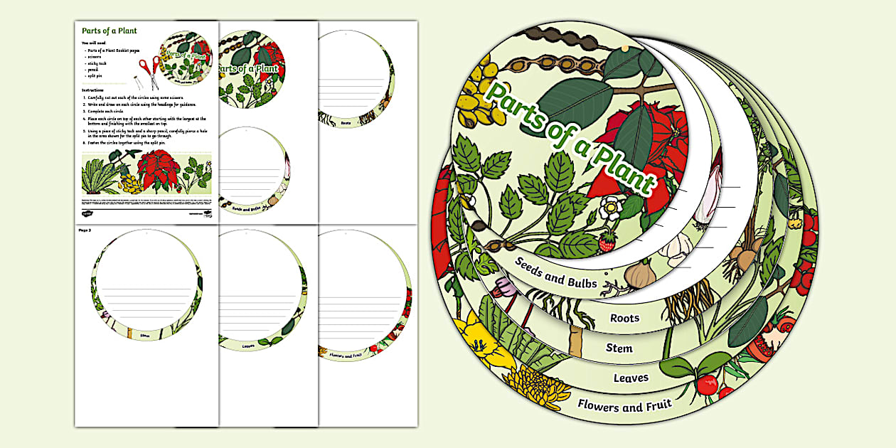 Parts of a Plant Circles Booklet - Twinkl