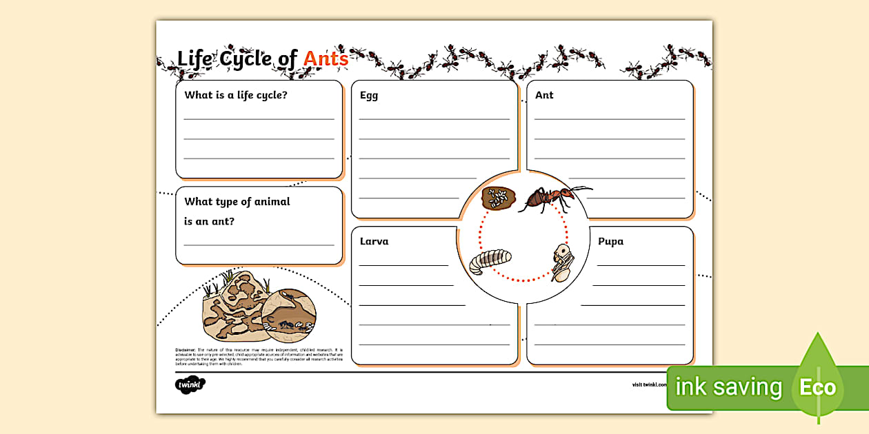 Life Cycle of Ants Fact File Template (teacher made)