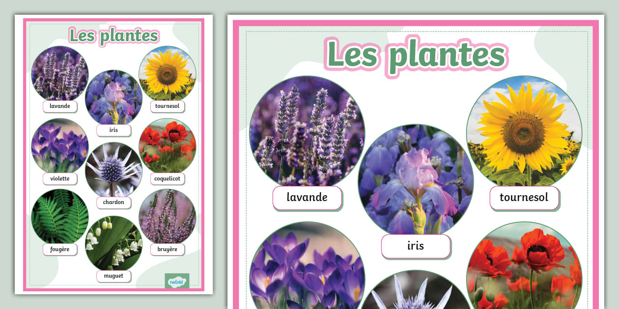 Affiches : Les plantes - Twinkl Affiches (teacher made)