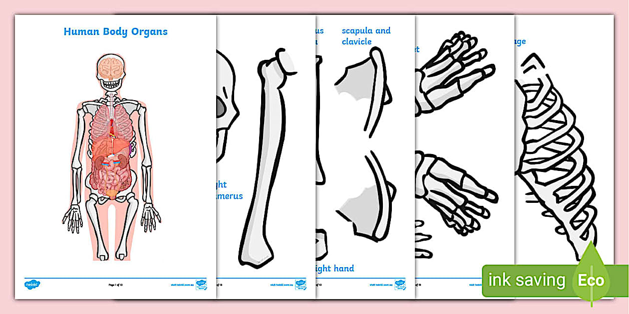 Skeleton and Organs Cut and Stick Activity - Twinkl