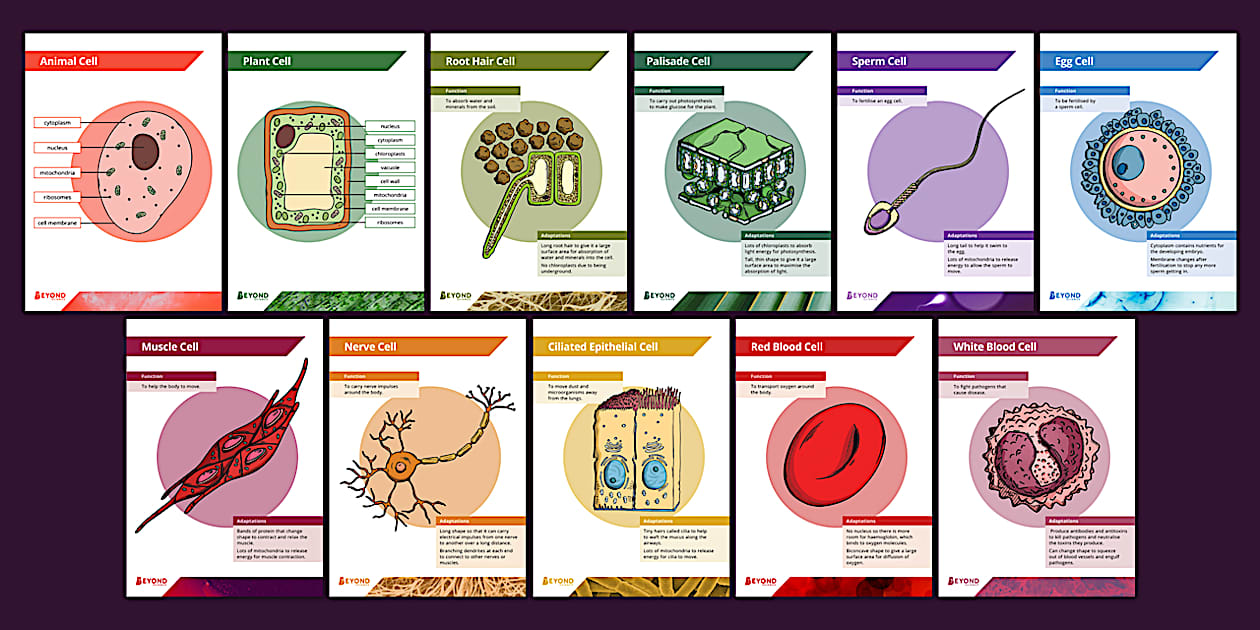Labelled Cells Display Posters | Twinkl (teacher made)