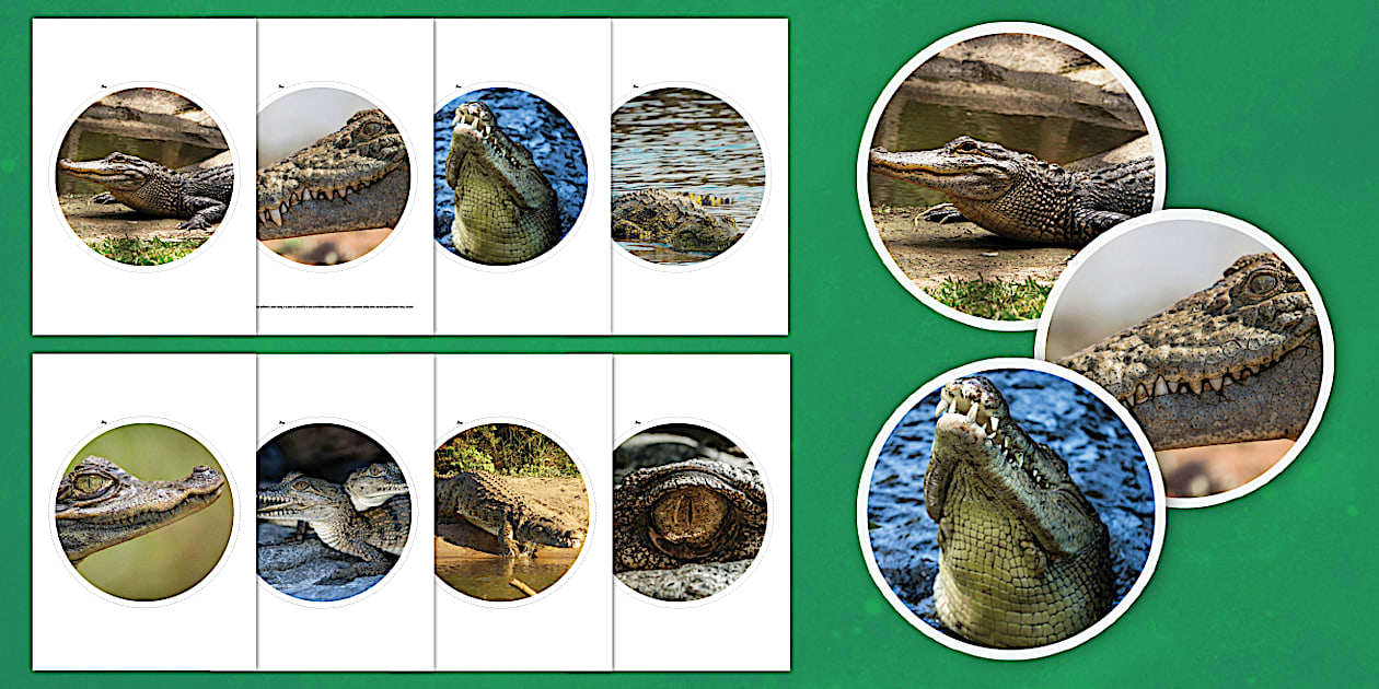 Crocodile Circle Display Photo Cut-Outs (Teacher-Made)