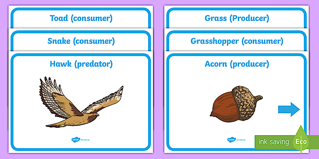 Food Chain Pictures - Primary Resources (teacher made)