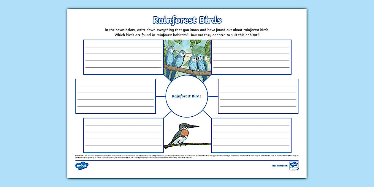 Rainforest Birds Mind Map (teacher made) - Twinkl