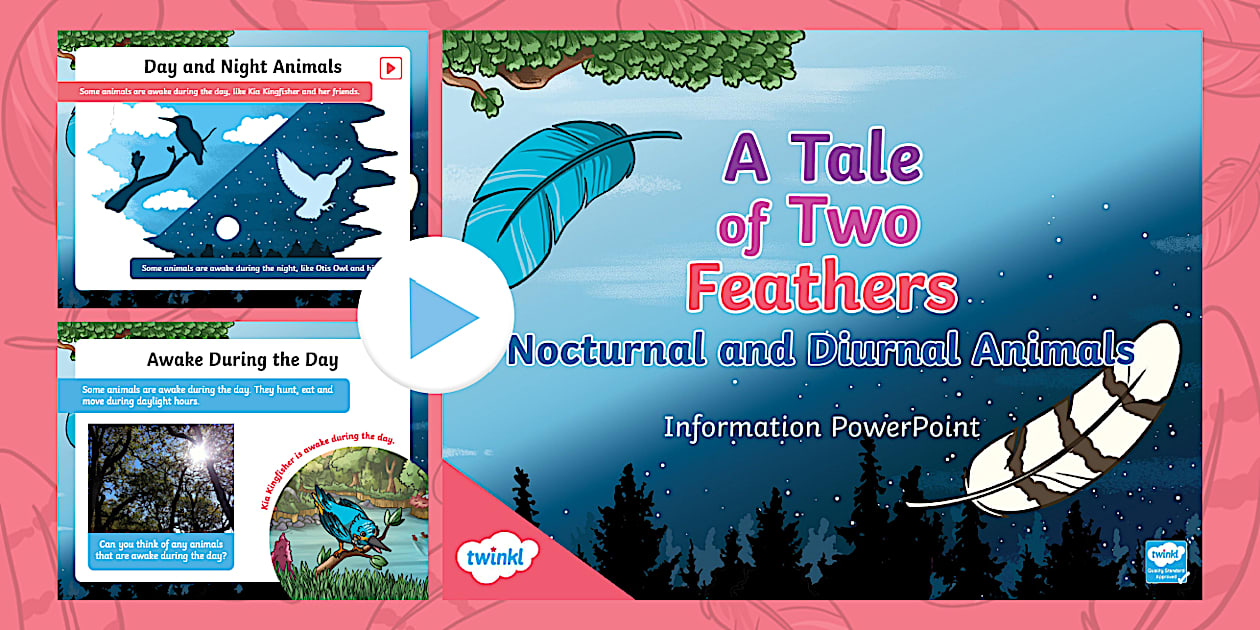 Kindergarten A Tale of Two Feathers Nocturnal Diurnal Animals