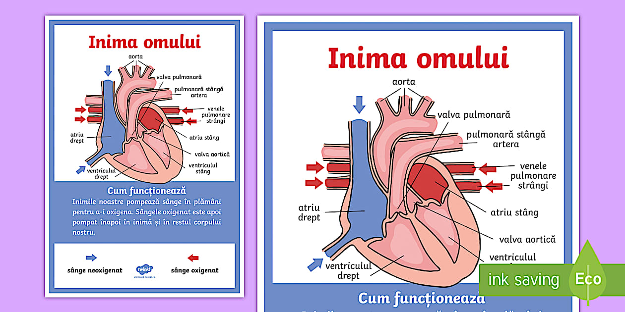 Inima în corpul uman | Planșă explicativă | Twinkl România