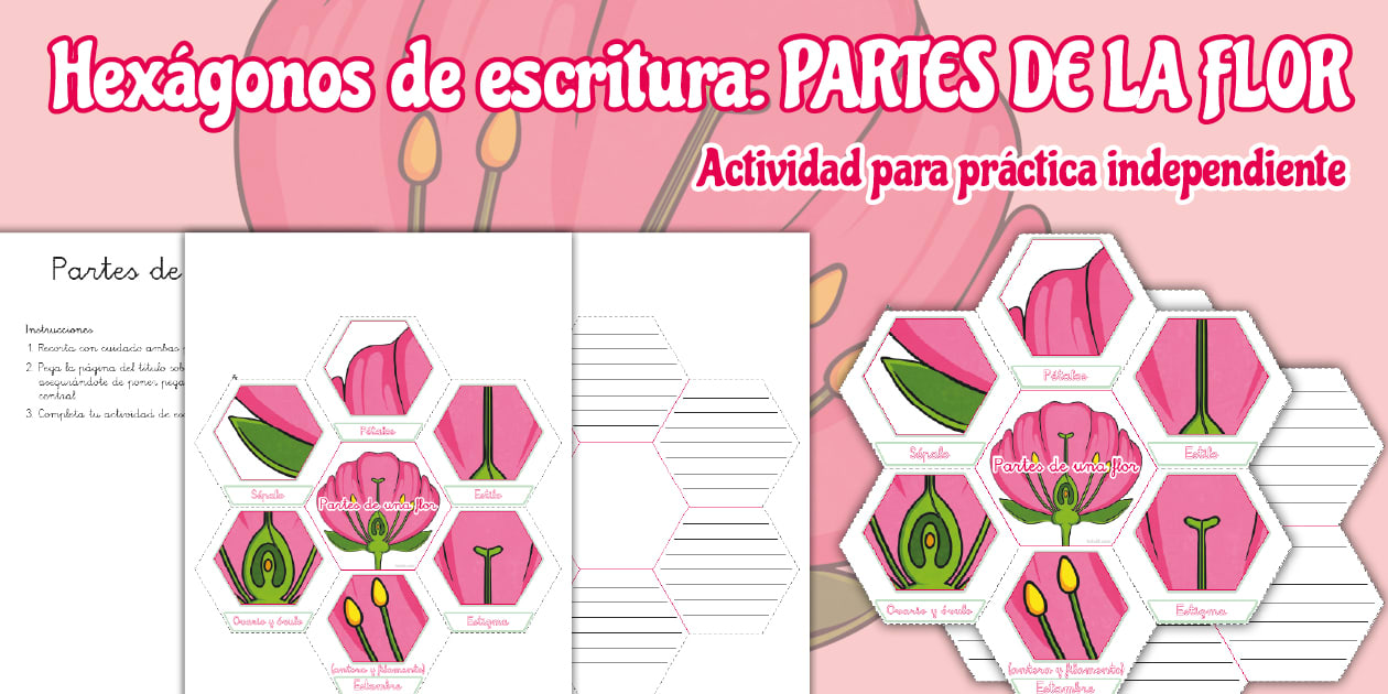 Hexágonos de escritura: Partes de la flor