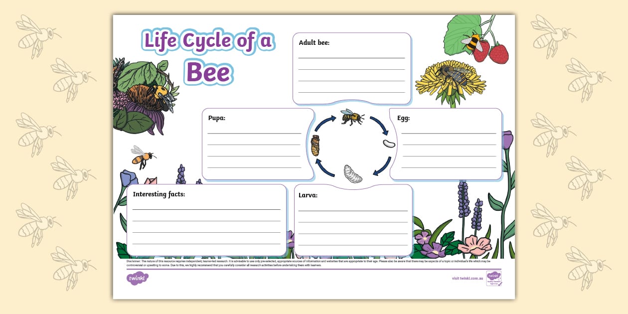 Bee Life Stages Fact File Template (Teacher-Made) - Twinkl