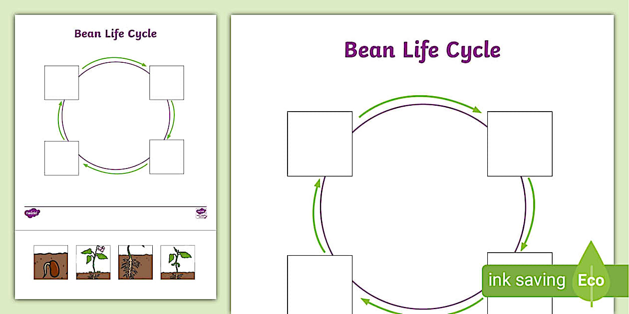 Bean Life Cycle Cut and Stick Activity (teacher made)