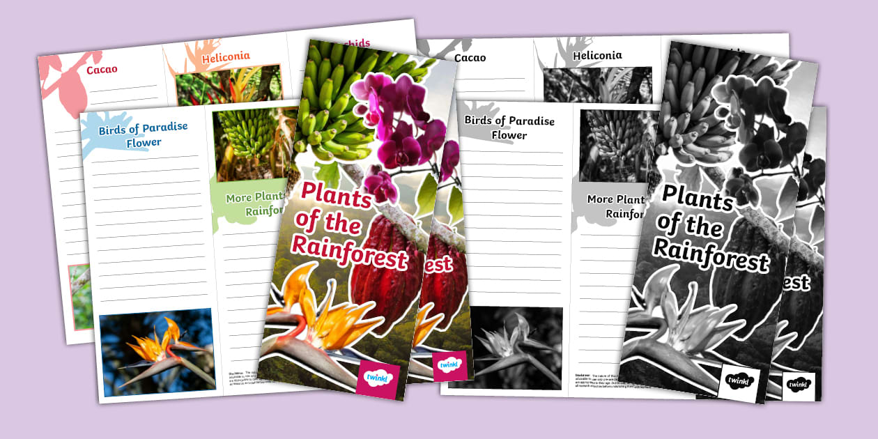 Plants of the Rainforest Leaflet Template (teacher made)