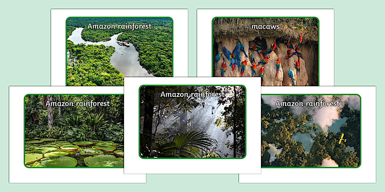 Tropical Rainforest Display Photos (teacher made) - Twinkl