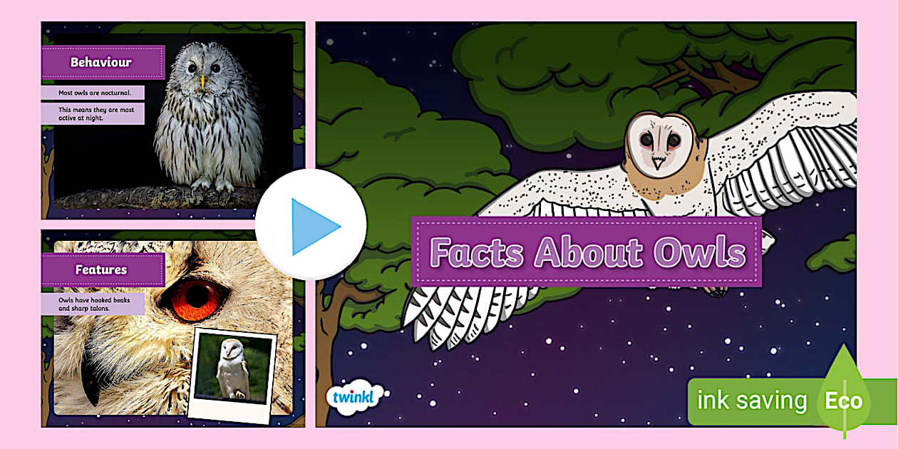 Facts About Owls PowerPoint - Twinkl - KS1 (teacher made)