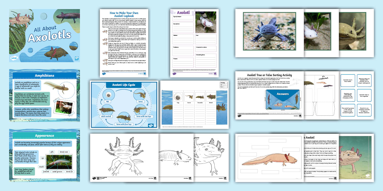 Axolotl Lapbook (teacher made) - Twinkl