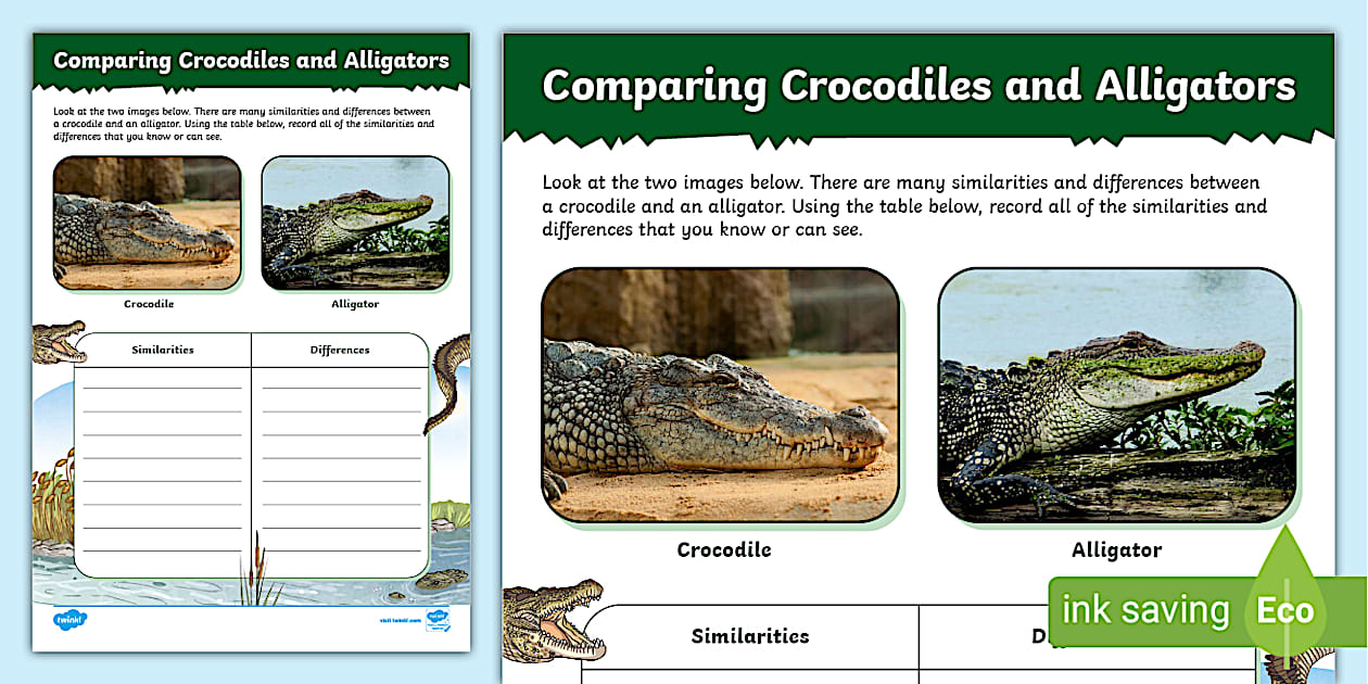 Comparing Crocodiles and Alligators Activity Sheet - Twinkl