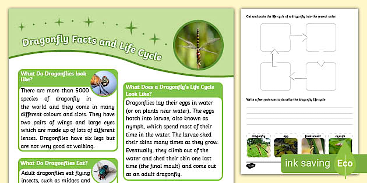 Dragonfly Fact File and Life Cycle Worksheet - Twinkl