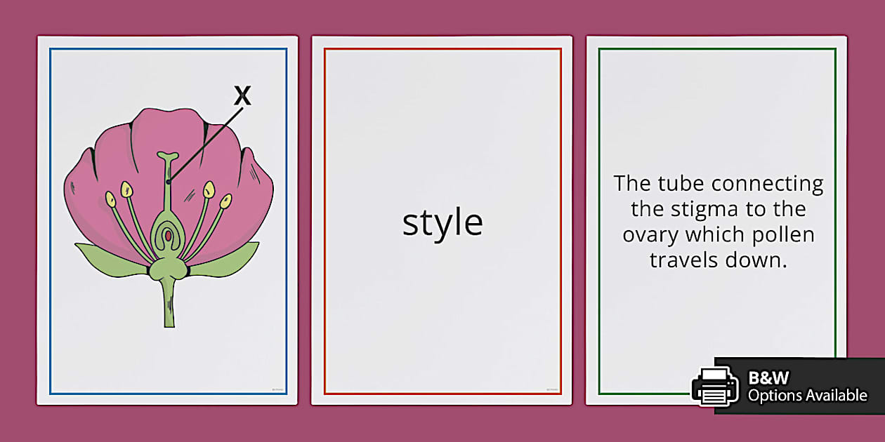 Parts of a Flower Display Cards (teacher made) - Twinkl