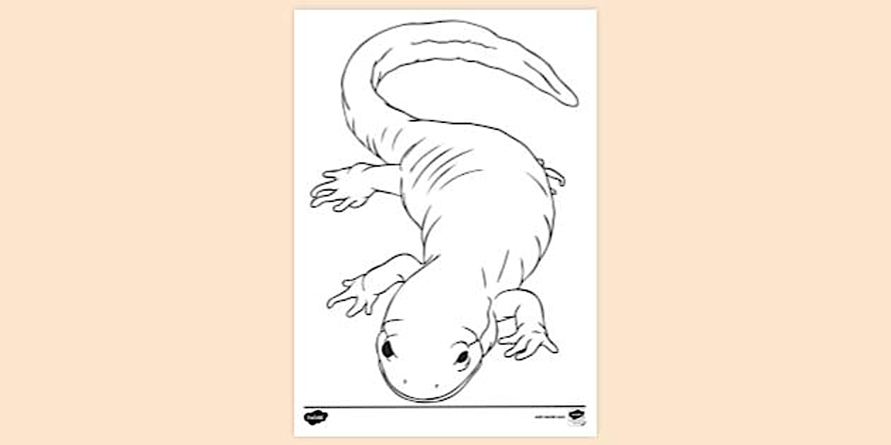 Salamander Colouring Sheet | Colouring Sheets