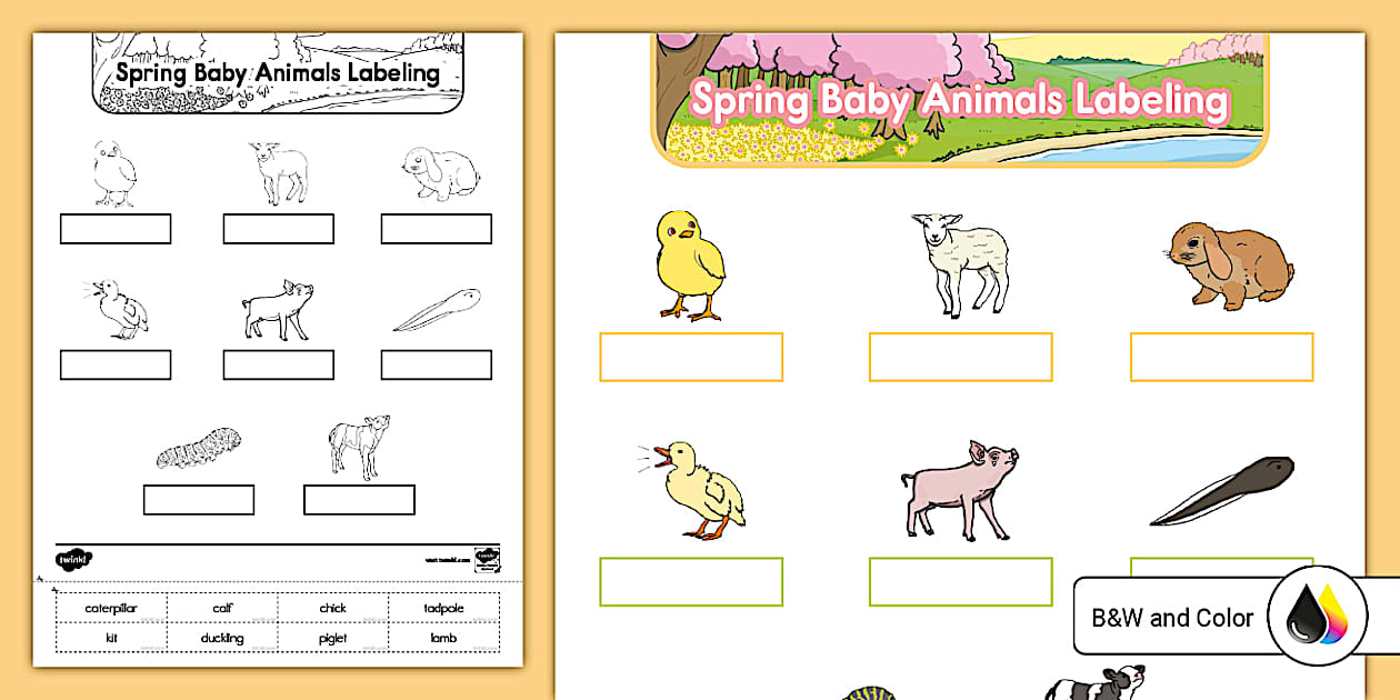 Spring Baby Animals Labeling Activity Sheet for PK-K