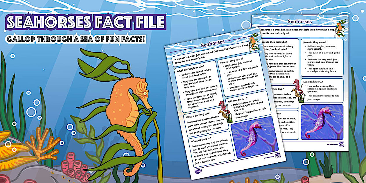Seahorses Fact File