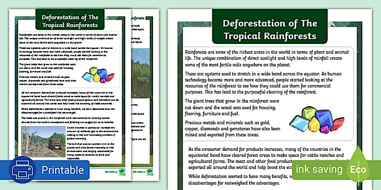 Deforestation Case Study | Grade 6 Geography Worksheet