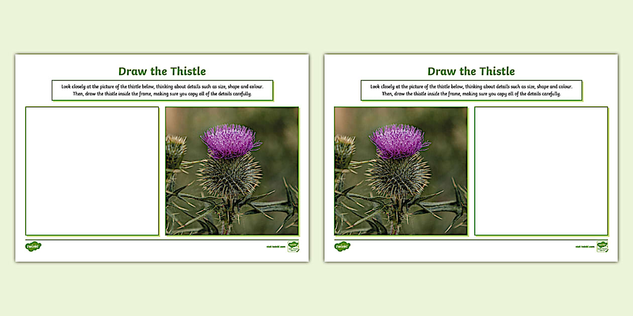 Draw the Thistle Worksheet (teacher made) - Twinkl