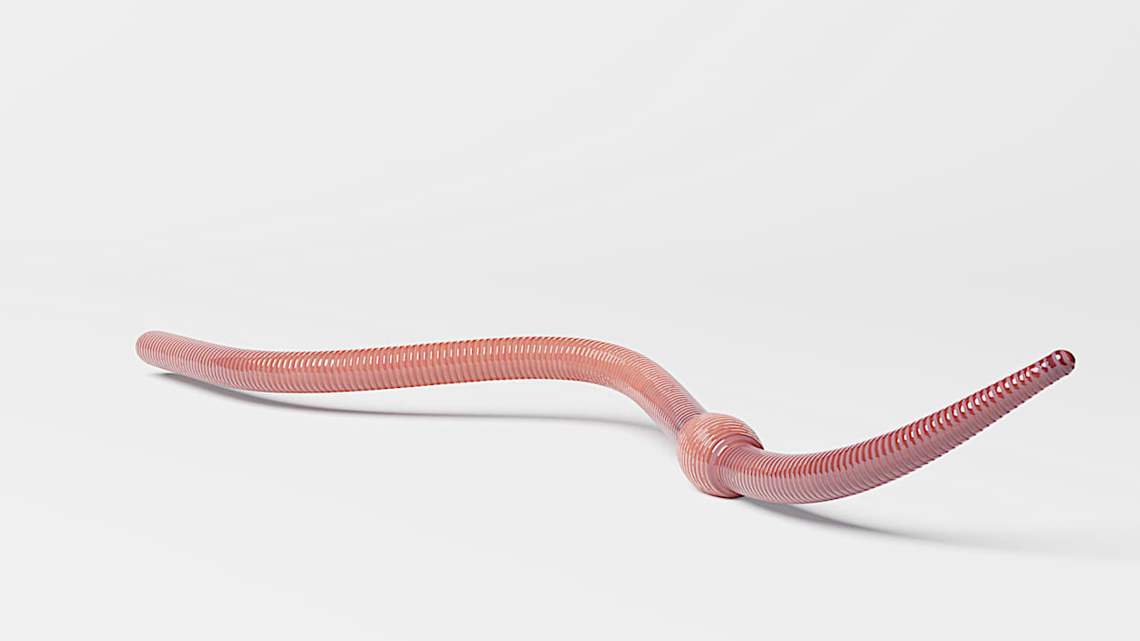 3D Model: Invertebrates - Earthworm (teacher made) - Twinkl