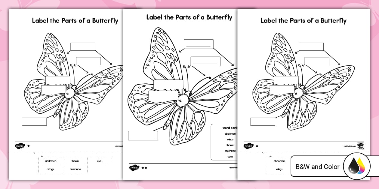 Label the Parts of the Butterfly Differentiated Worksheet for K-2nd Grade