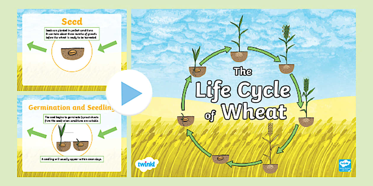 The Life Cycle of Wheat PowerPoint (teacher made) - Twinkl
