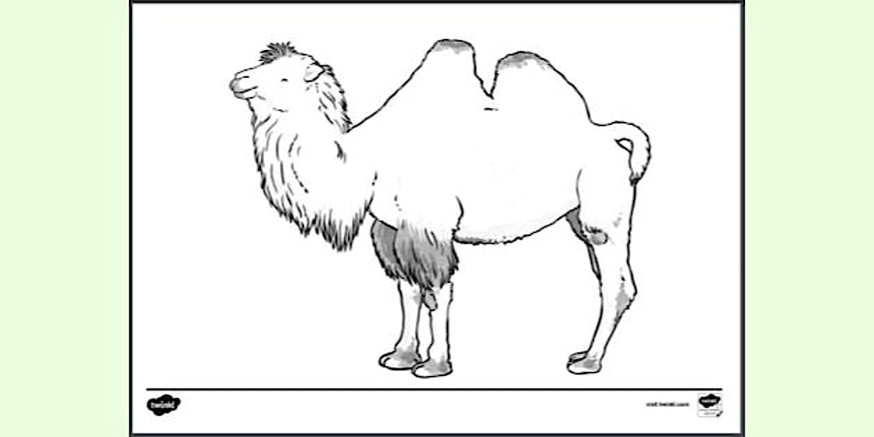 Bactrian Camel Colouring | Colouring Sheets (teacher made)
