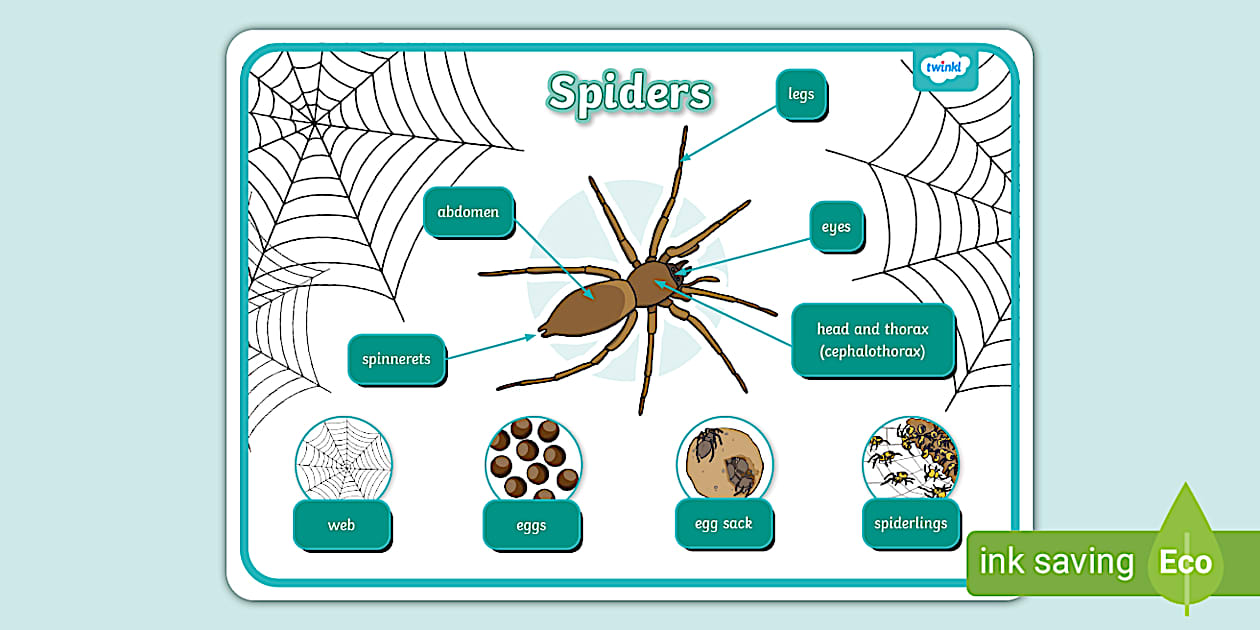 Spider Word Mat - Minibeasts - KS1 (teacher made) - Twinkl