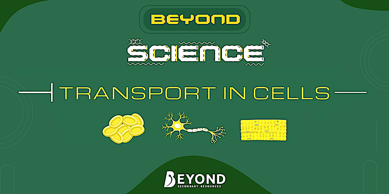 Transport In Cells KS4 Cell Biology Video | Science | Beyond