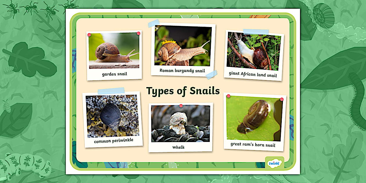 Types of Snails Display Poster (teacher made) - Twinkl