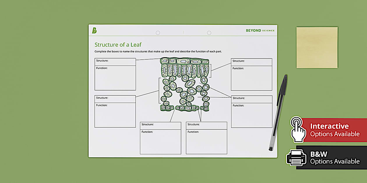 Structure of a Leaf Worksheet (teacher made) - Twinkl