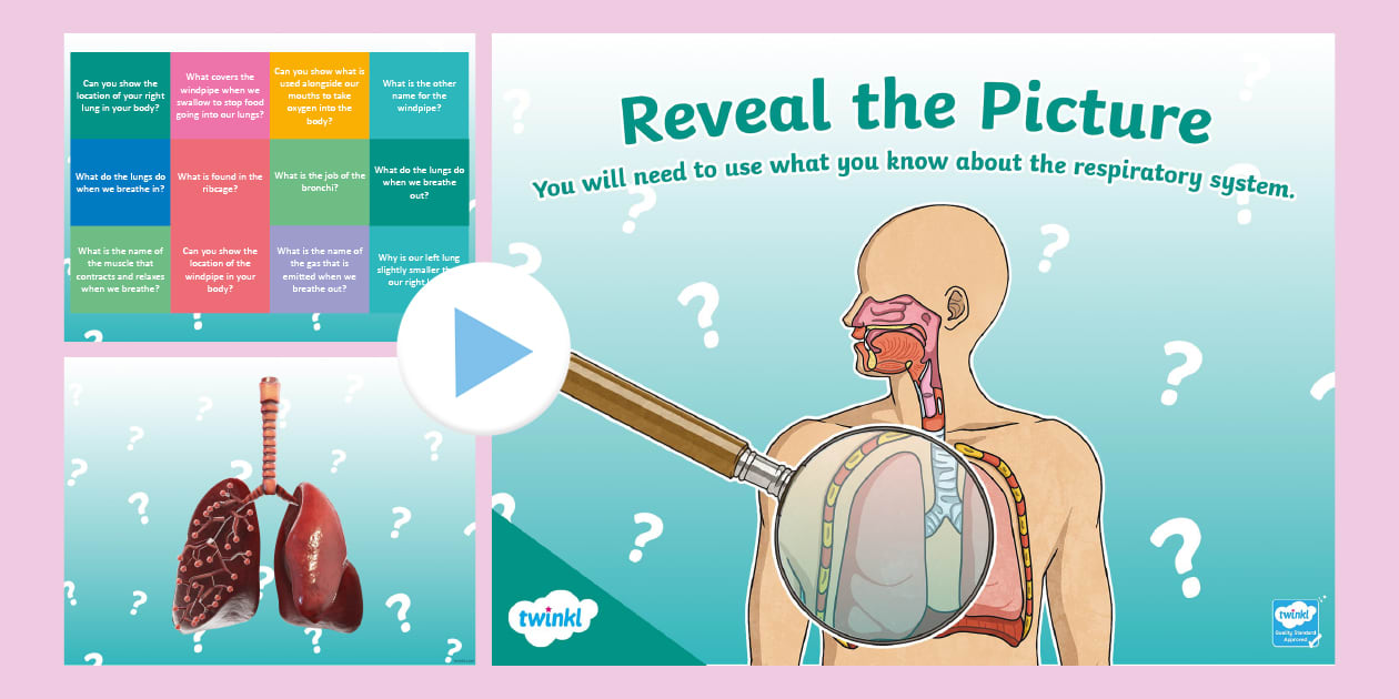 AR Respiratory System Reveal Picture Interactive PowerPoint