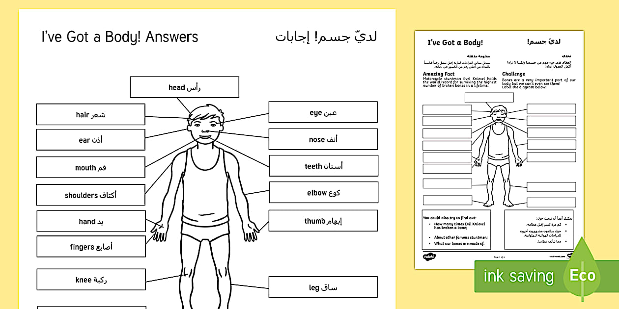 I've Got a Body! Worksheet / Worksheet Arabic Translation - Arabic ...