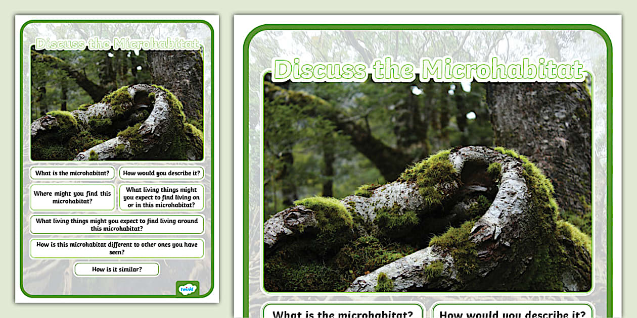 Discuss the Microhabitat Picture Prompt Twinkl - Twinkl