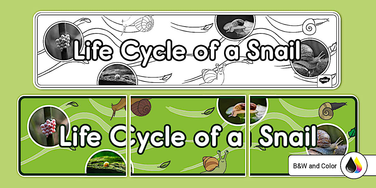 Life Cycle of a Snail Banner for K-2nd Grade (teacher made)