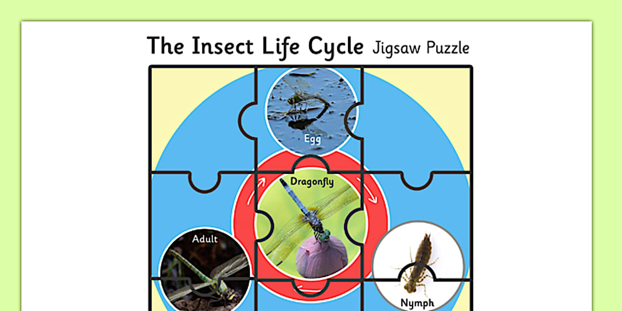 Life Cycle of Insect Jigsaw Puzzle (teacher made) - Twinkl