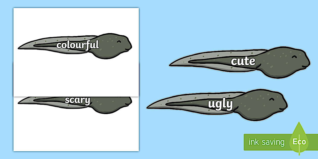 Wow Words on Tadpoles (teacher made) - Twinkl