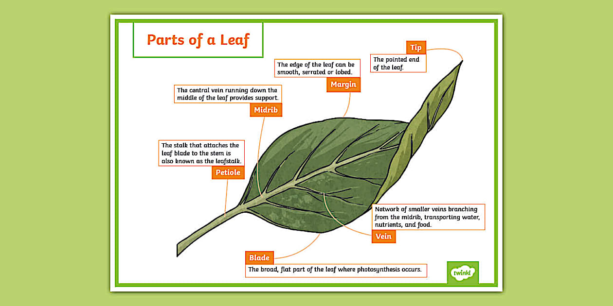 Diagram of the Leaf Display Poster (teacher made) - Twinkl
