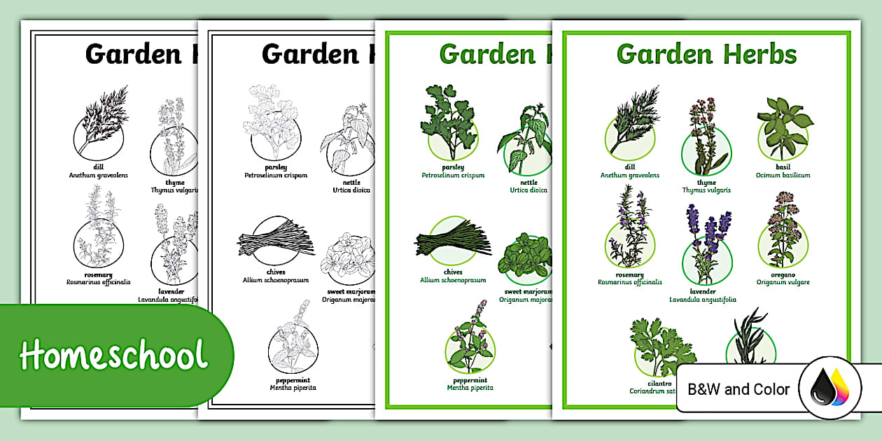 Garden Herbs Posters (teacher made) - Twinkl