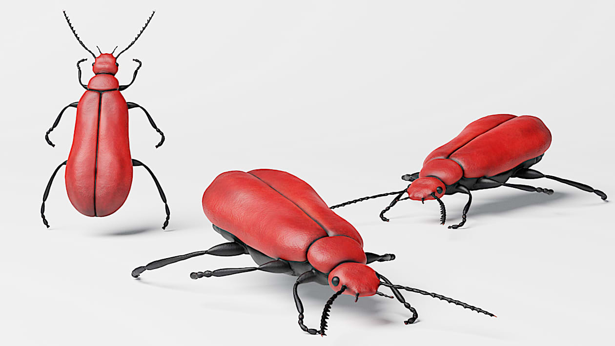 3D Model: Invertebrates - Cardinal Beetle (teacher made)