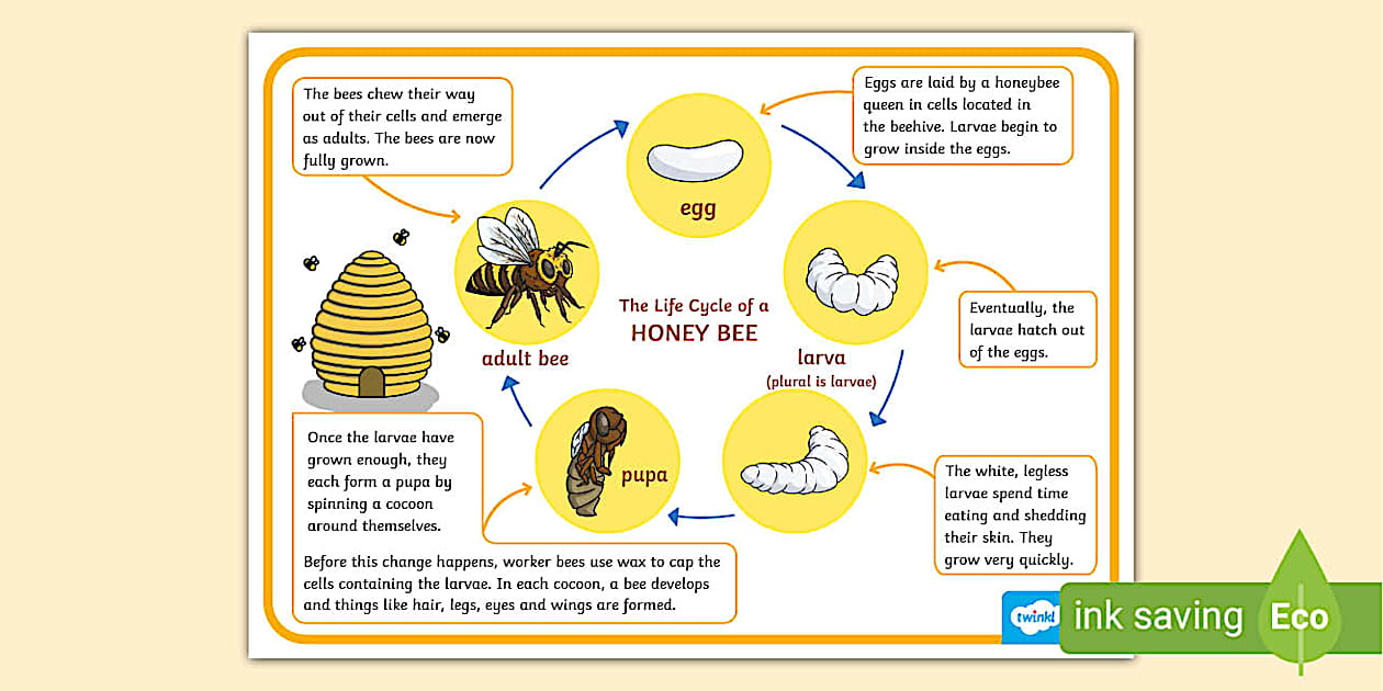 Honey Bee Life Cycle Poster (teacher made) - Twinkl