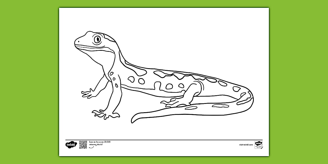 Leopard Gecko Colouring Page - Twinkl