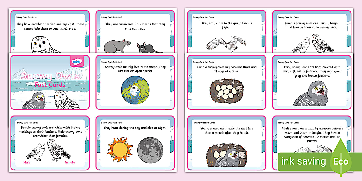 Snowy Owl Fact Cards - Arctic Animals - KS1 (teacher made)